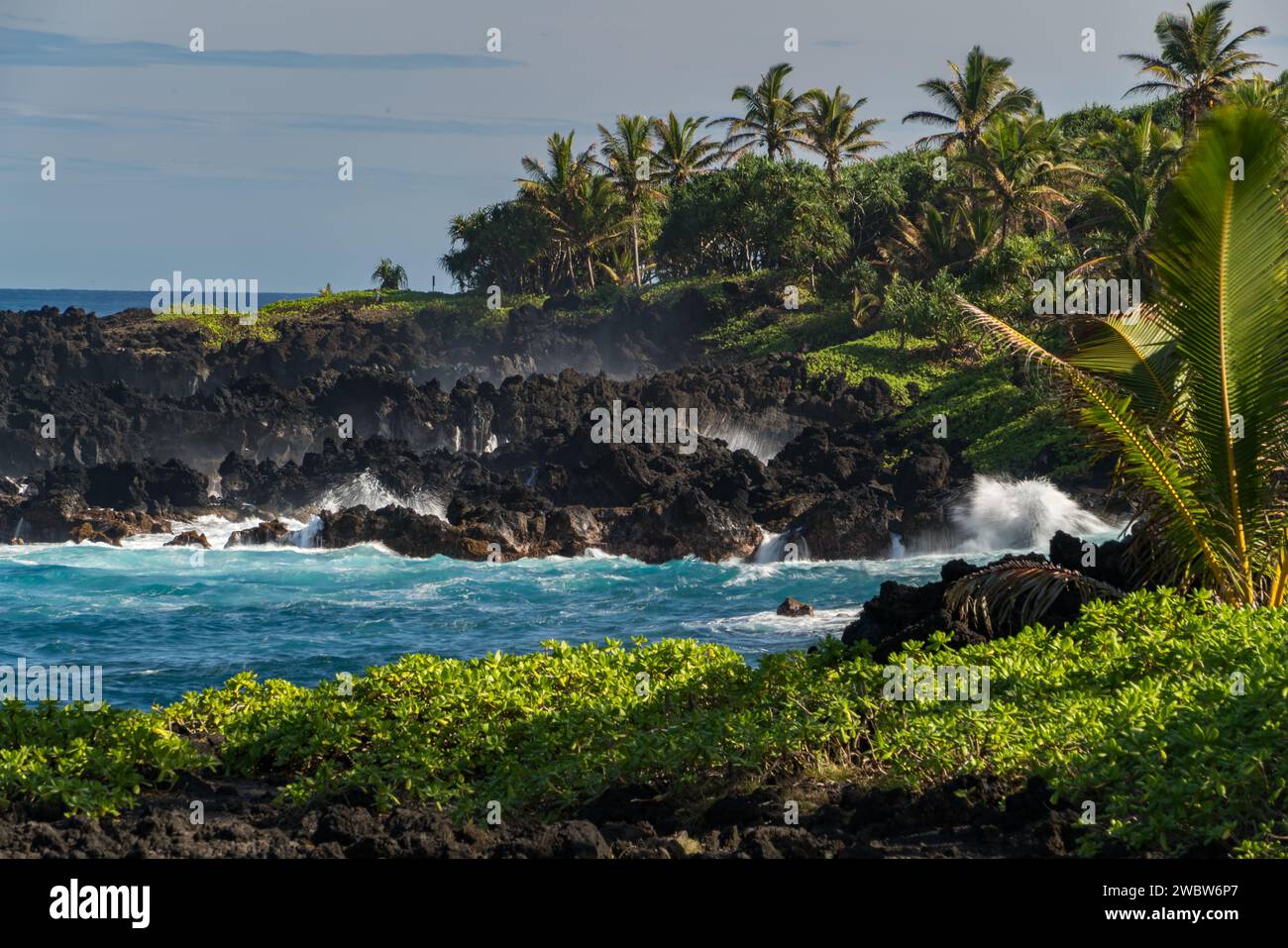 Rugged lava rocks and lush palm trees frame the dynamic shoreline near ...