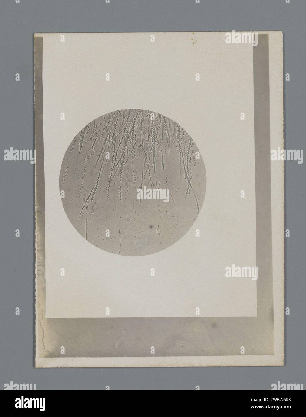 Recording of a microscopic preparation, 1880 - 1910 photograph baryta ...
