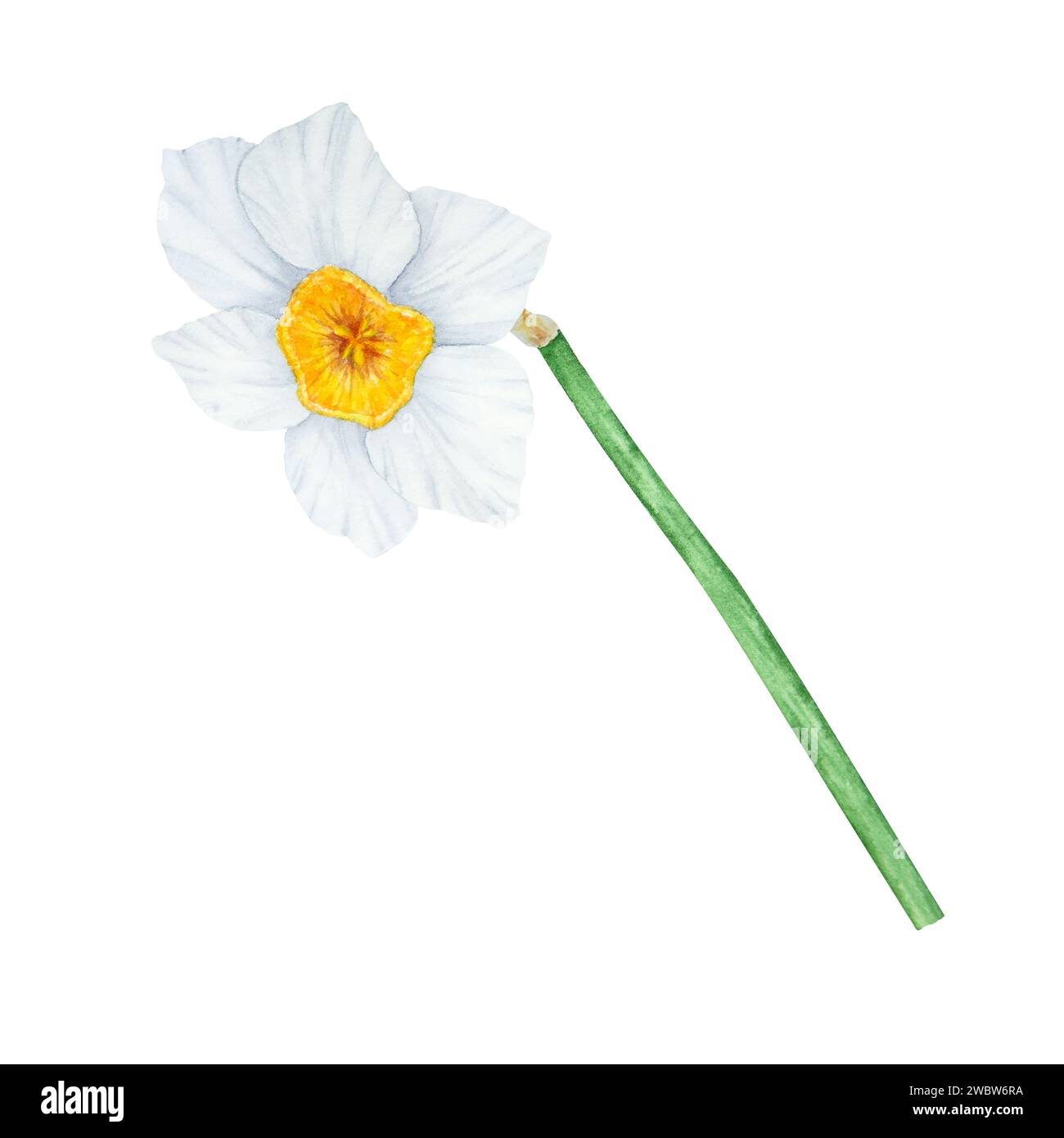 Narcissus, watercolor illustration of daffodils. Hand drawn watercolor ...