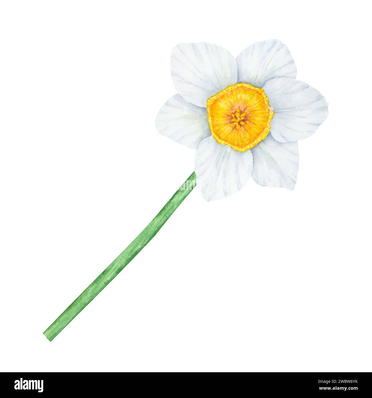 Narcissus, watercolor illustration of daffodils. Hand drawn watercolor ...