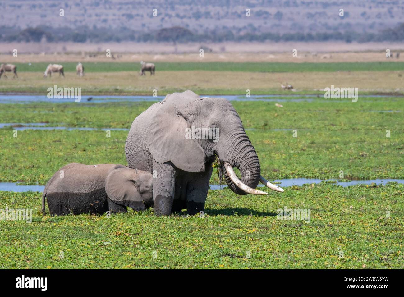 Majestic elephants gracefully stride through a vibrant, verdant field ...