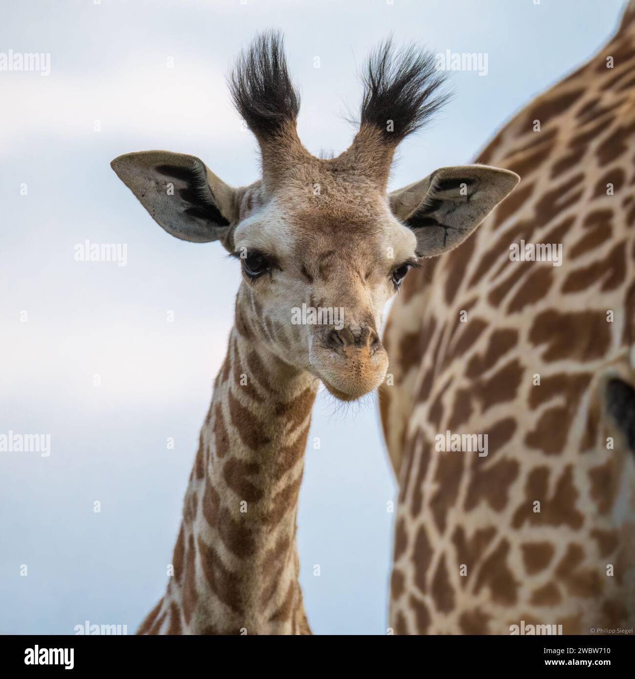 A little giraffe gracefully stand side by side in a vast green field ...