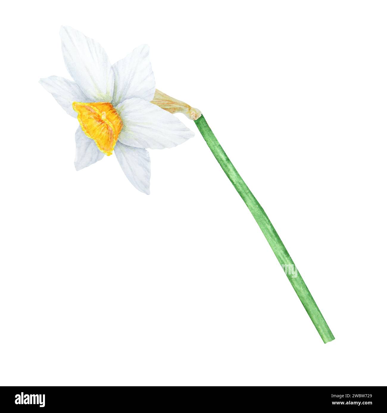 Narcissus, watercolor illustration of daffodils. Hand drawn watercolor ...