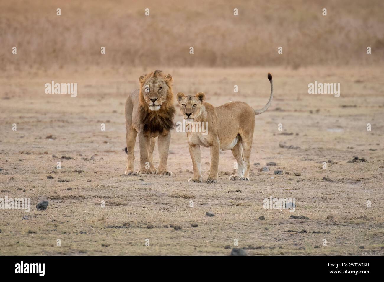Two majestic lions gracefully stride across a vast Kenya safari, where ...