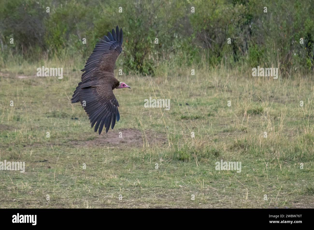 A majestic bird soaring through the sky, displaying its magnificent ...