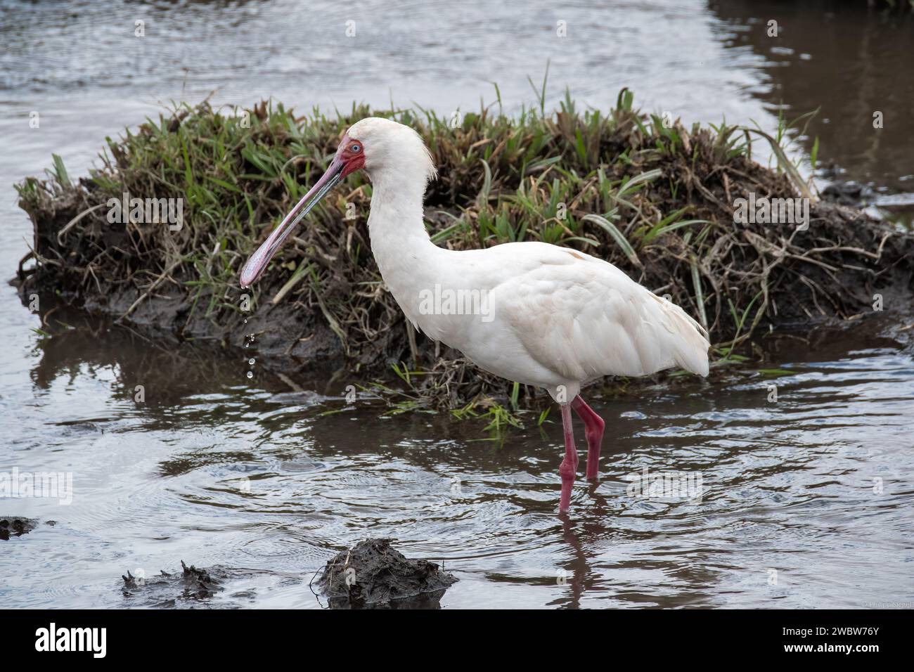 An enormous bird perches gracefully near a glistening body of water in ...