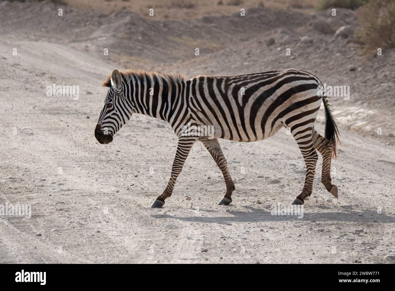 A solitary zebra gracefully traverses a dusty road, confidently making ...