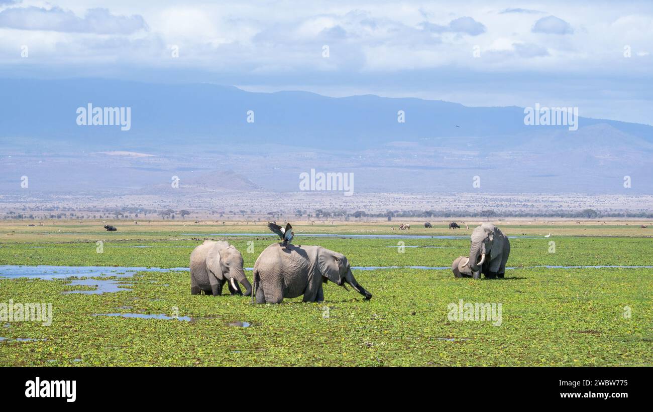Majestic elephants gracefully stride through a vibrant, verdant field ...