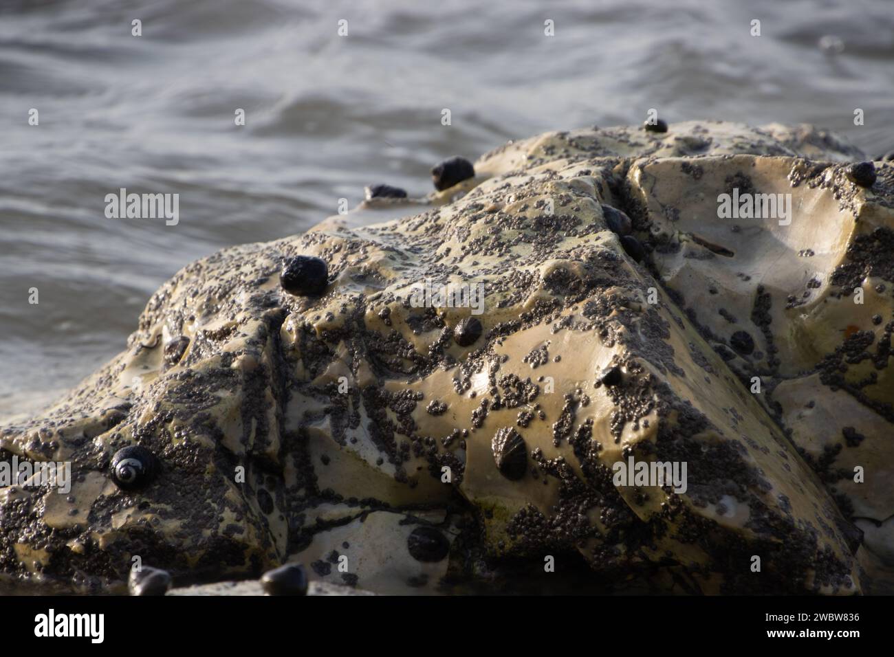 Lined top shells on a rock, also called Phorcus lineatus Stock Photo ...