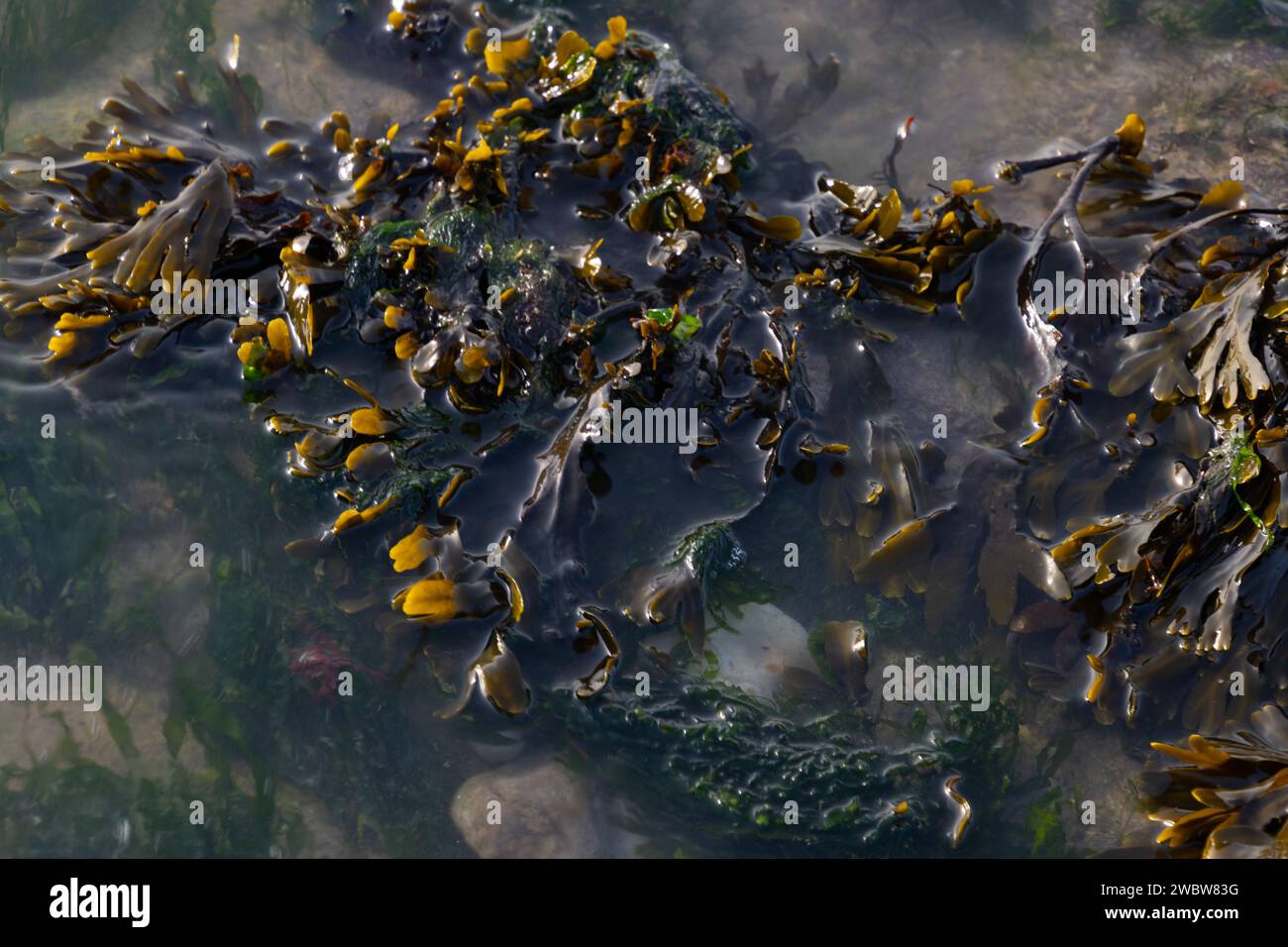 Seaweed in the water hi-res stock photography and images - Alamy