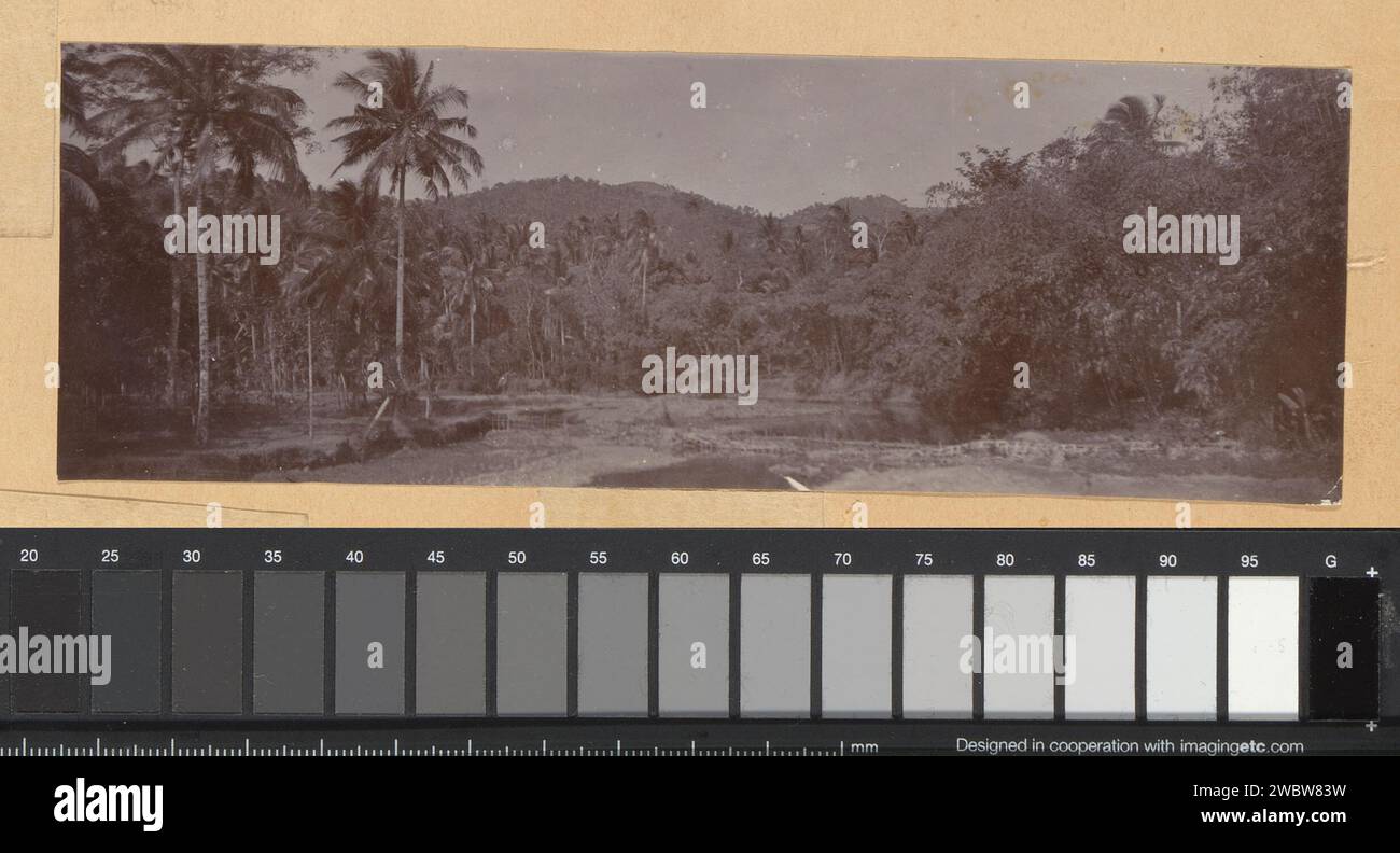 Landscape with palm trees in the Dutch East Indies, 1917 photograph ...