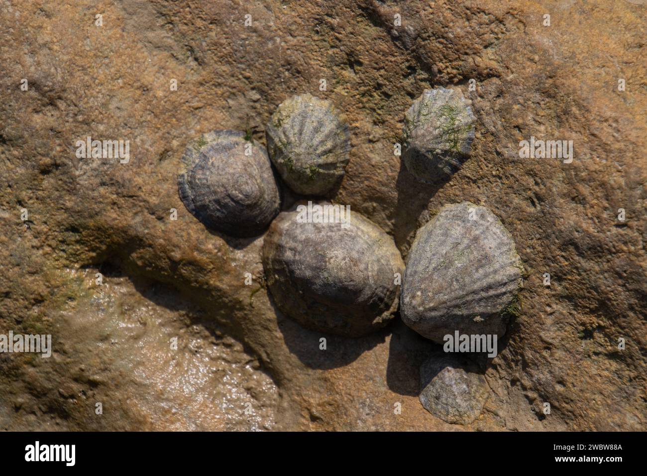 Sea shells on the rock hi-res stock photography and images - Alamy