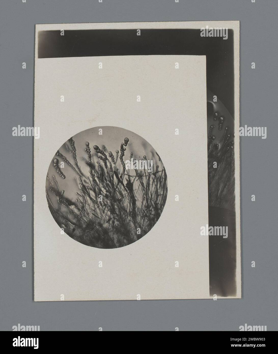 Recording of a microscopic preparation, 1880 - 1910 photograph baryta ...