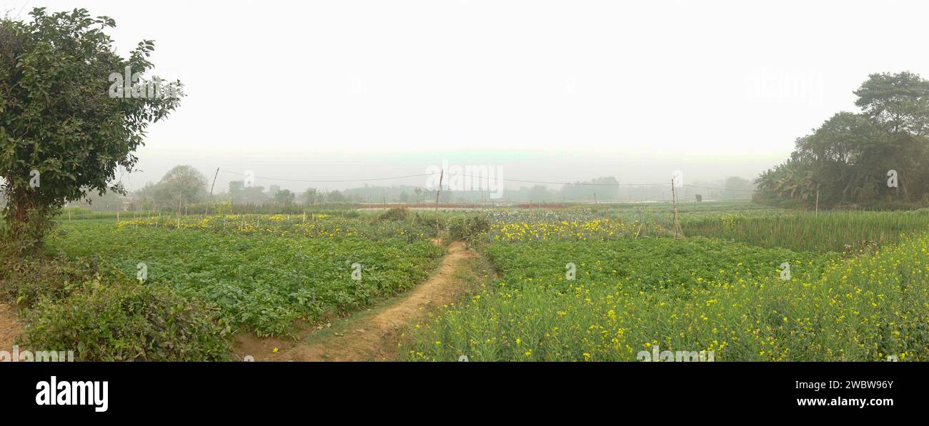 Panoramic vast field of mustard plants, genera Brassica and Sinapis ...