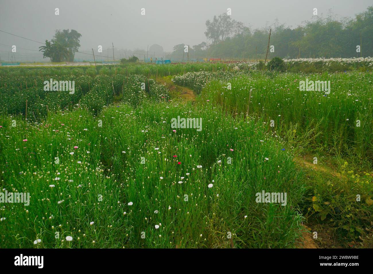 Multi-coloured aster flower garden of khirai, West bengal, India in ...