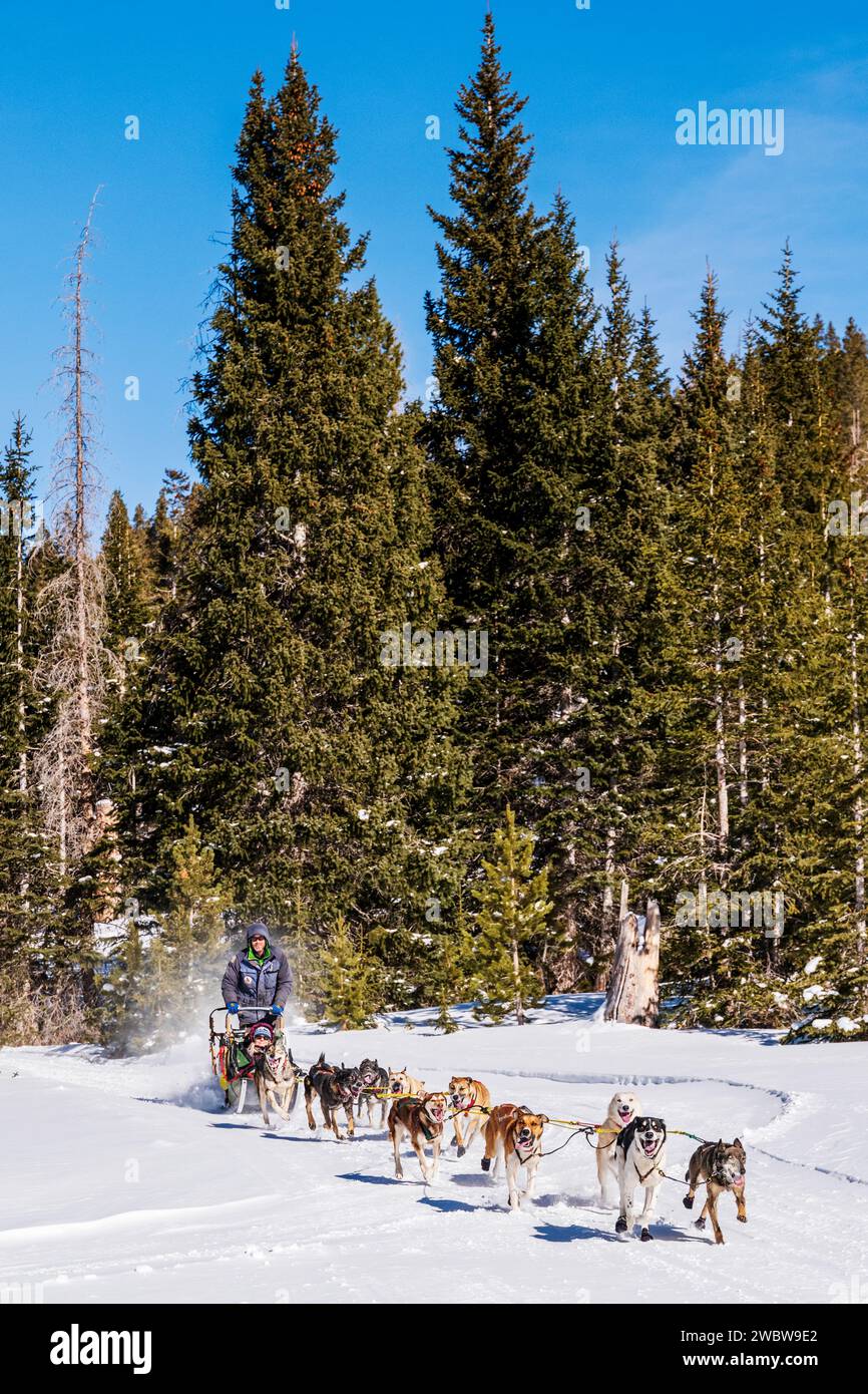 Male musher with lone female passenger & dog sled team traveling near ...