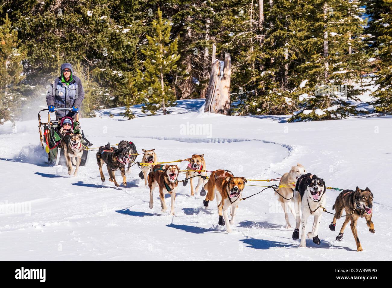 Male musher with lone female passenger & dog sled team traveling near ...