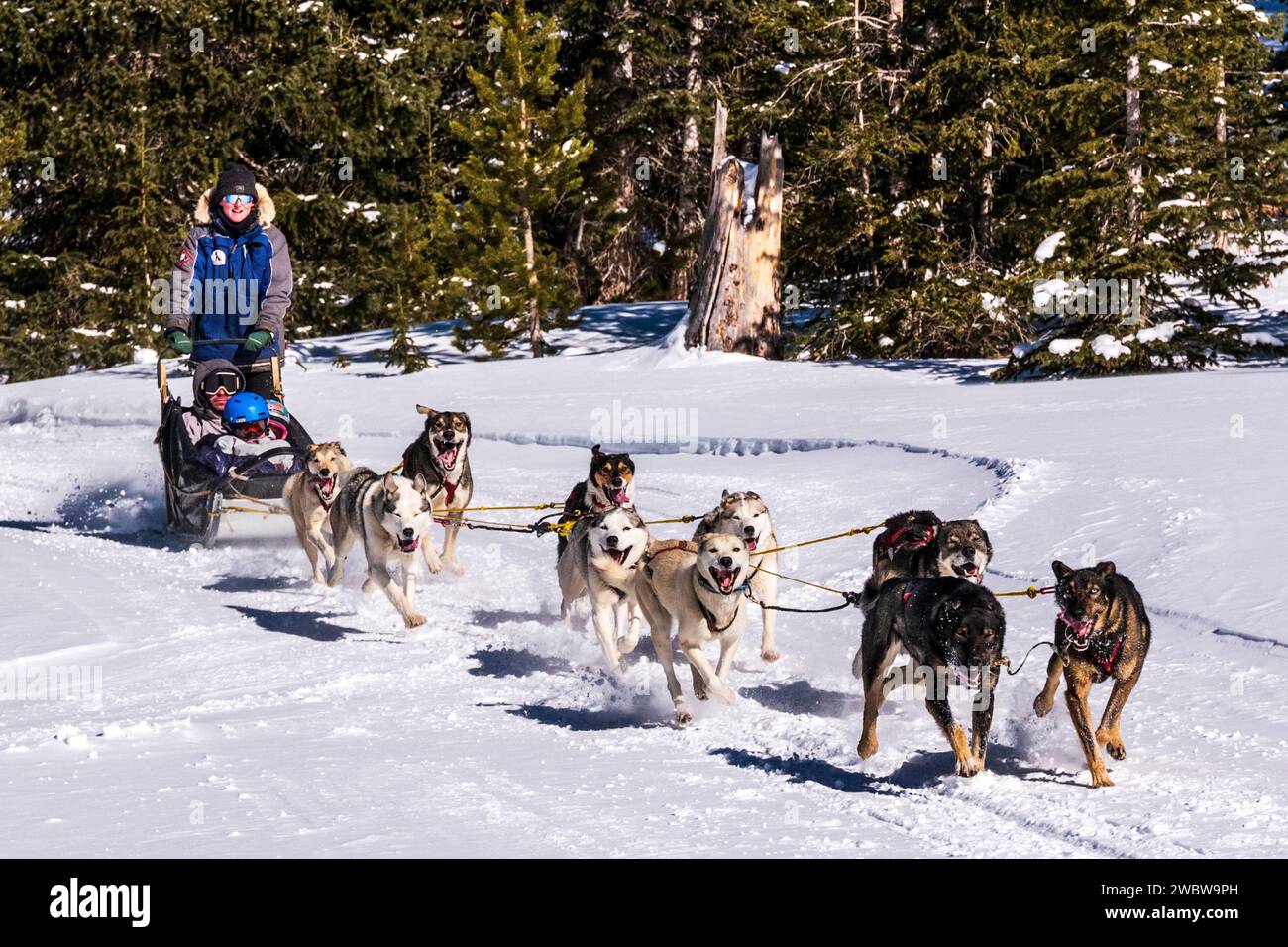 Female musher; father & two children passengers; dog sled team ...