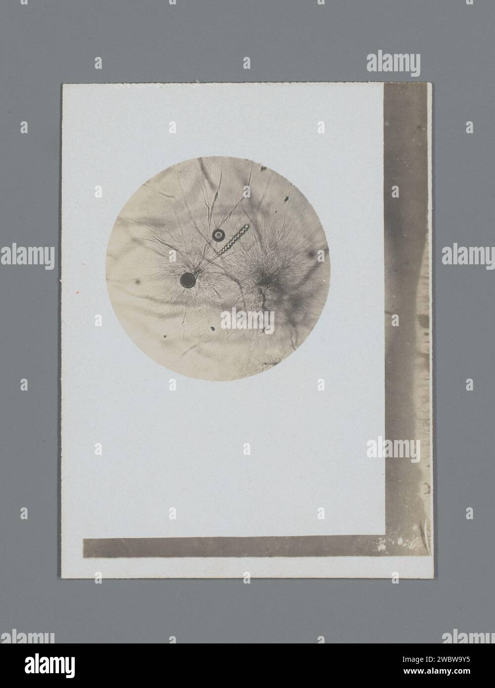 Recording of a microscopic preparation, 1880 - 1910 photograph baryta ...