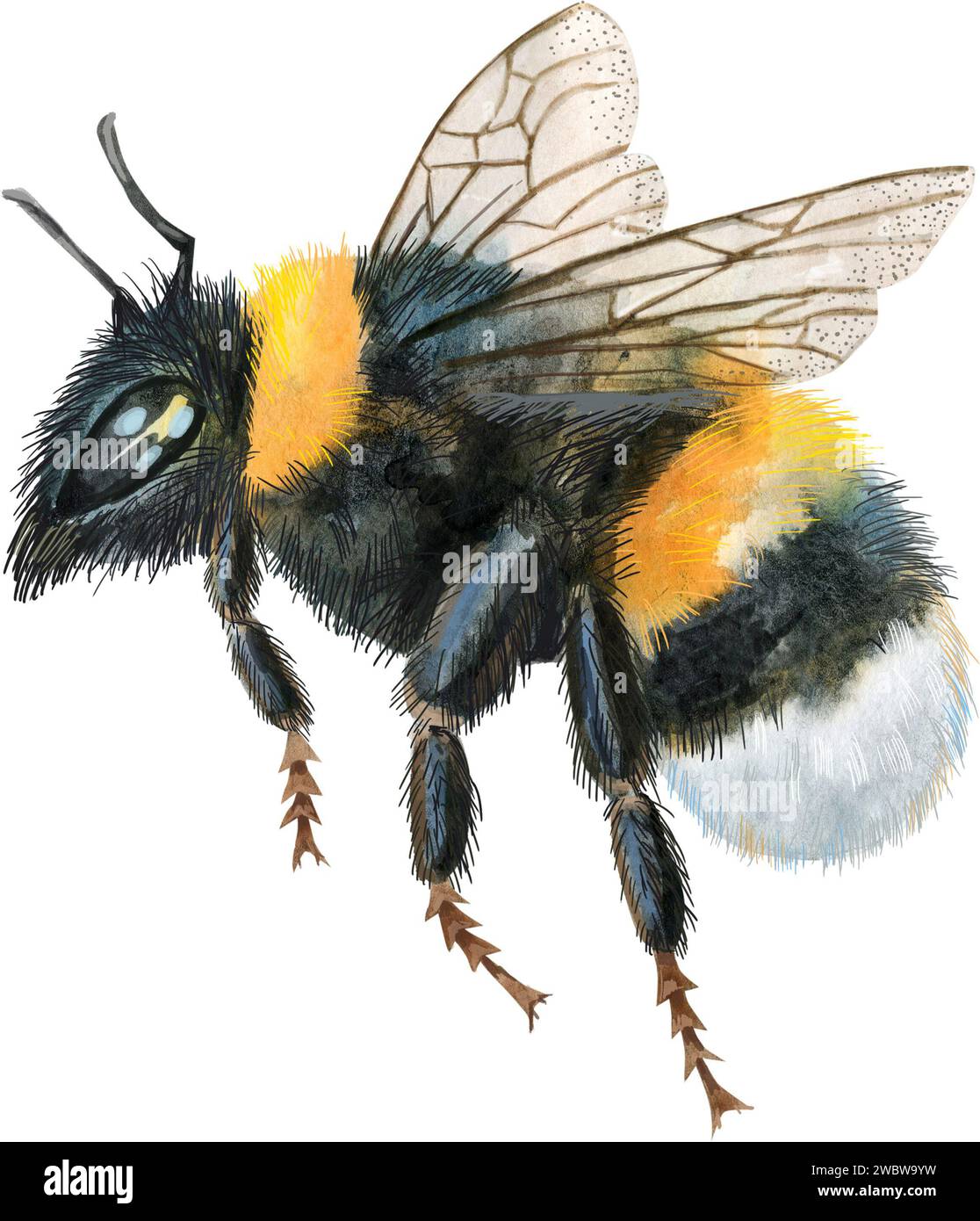 Cute earth bumblebee. Insect for t-shirt graphics. Watercolor bumblebee ...
