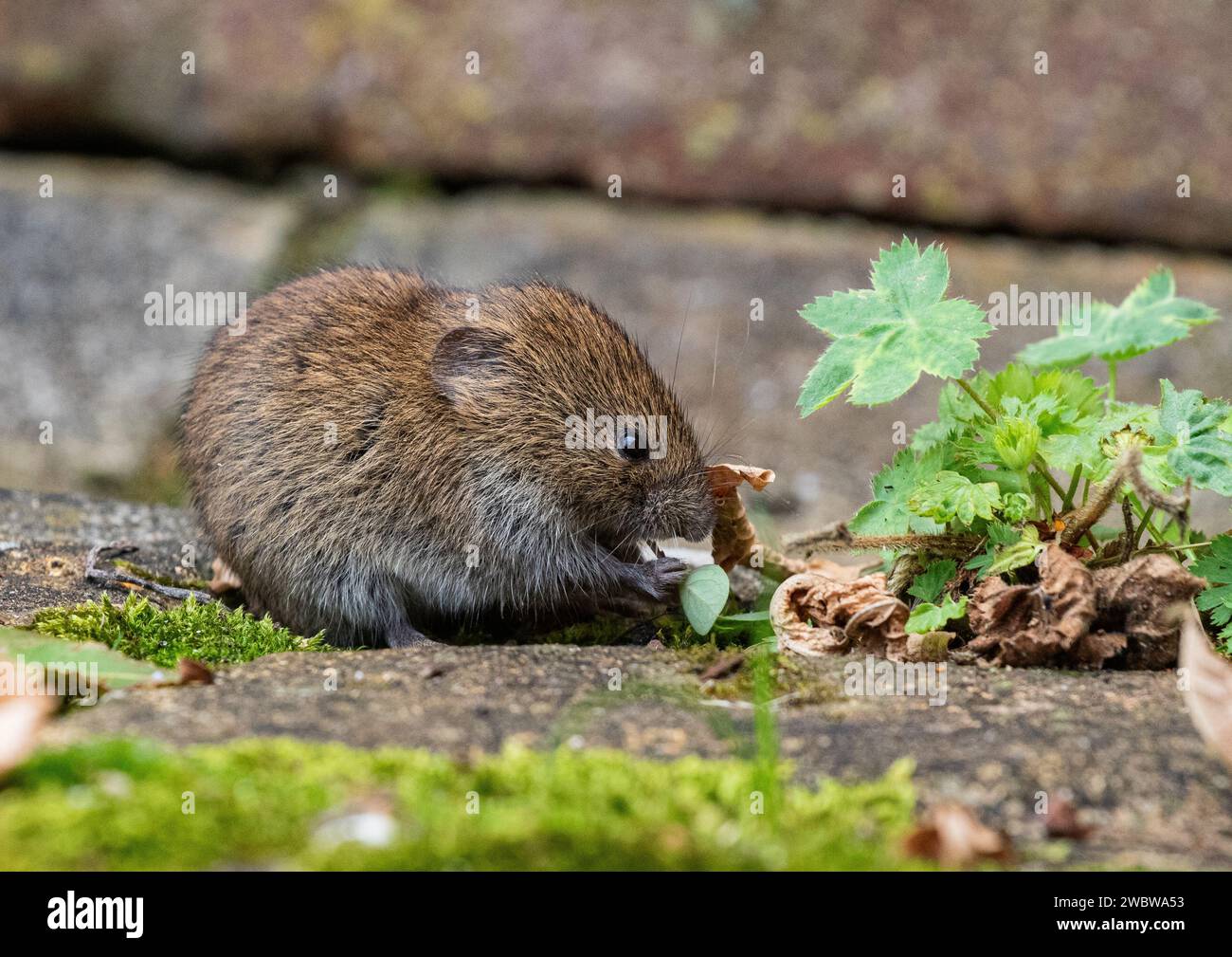 A tiny cute Bank Vole (Myodes glareolus) feeding on the plants and ...