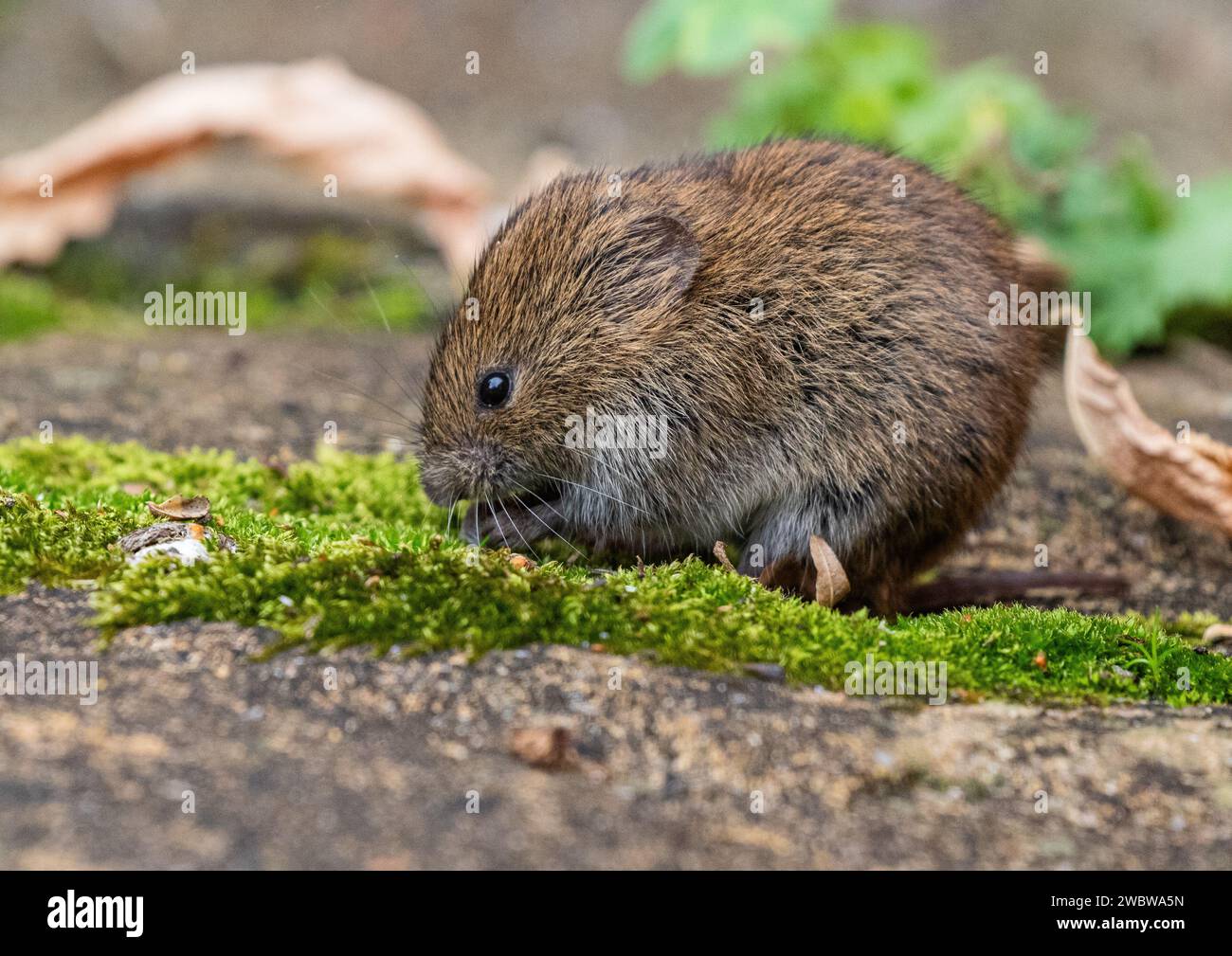 A tiny cute Bank Vole (Myodes glareolus) feeding on the plants and ...