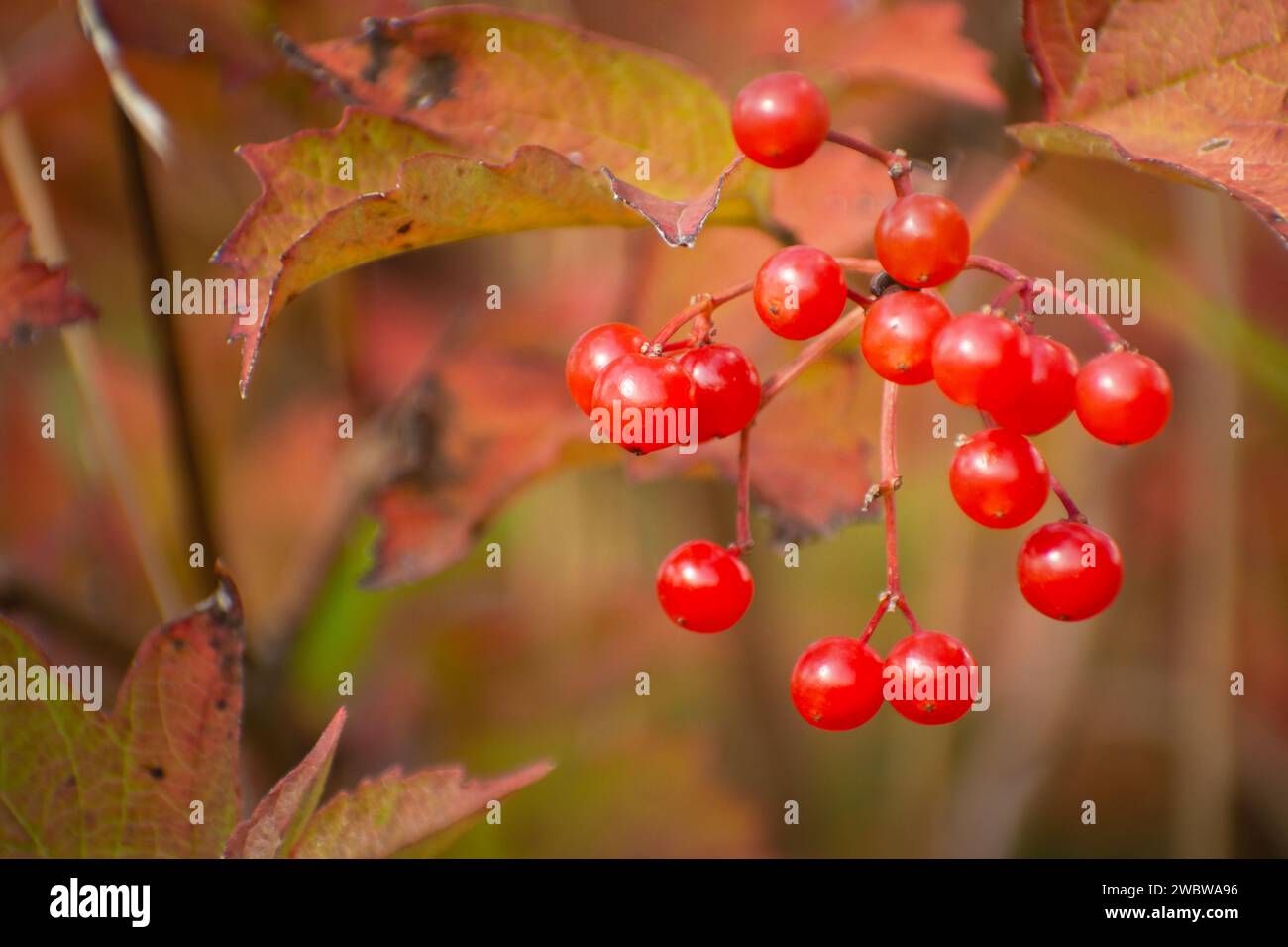 Many red guelder rose fruits on a branch, view in late September Stock ...