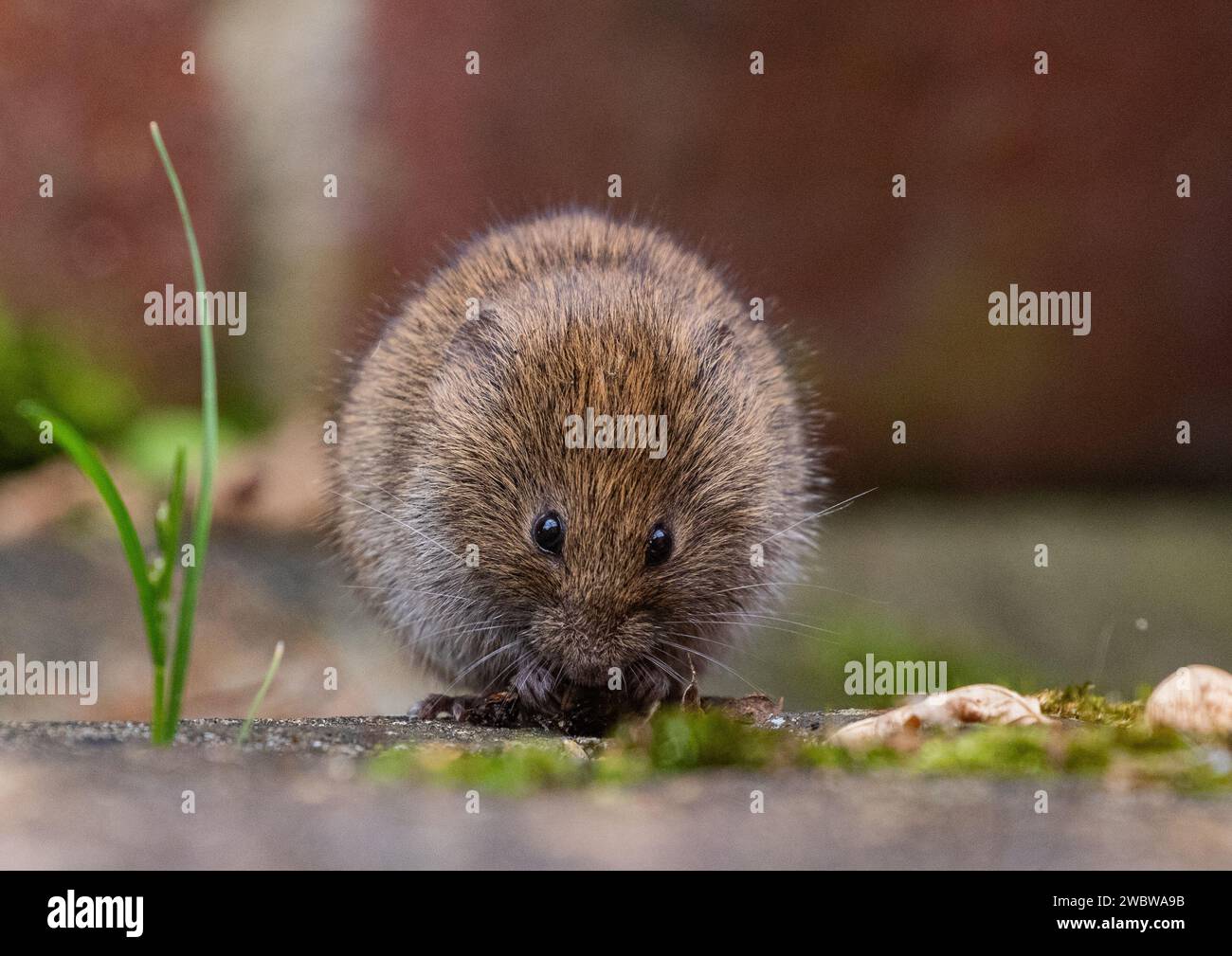 A tiny cute Bank Vole (Myodes glareolus) feeding on the plants and ...