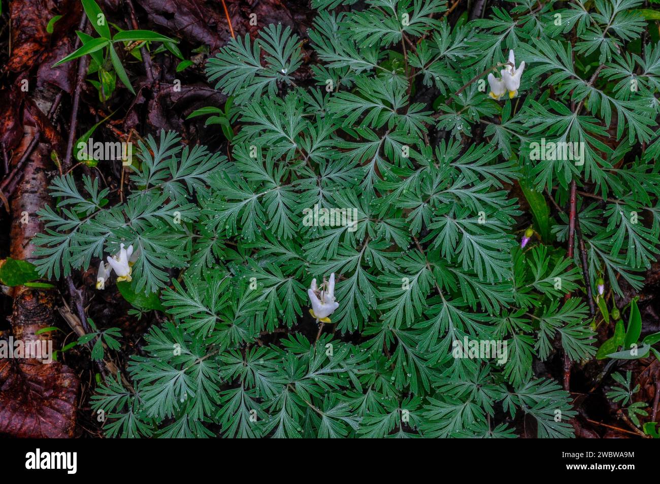 Dutchmen's Breeches, Dicentra Cucullaria, In flower, growing In the ...