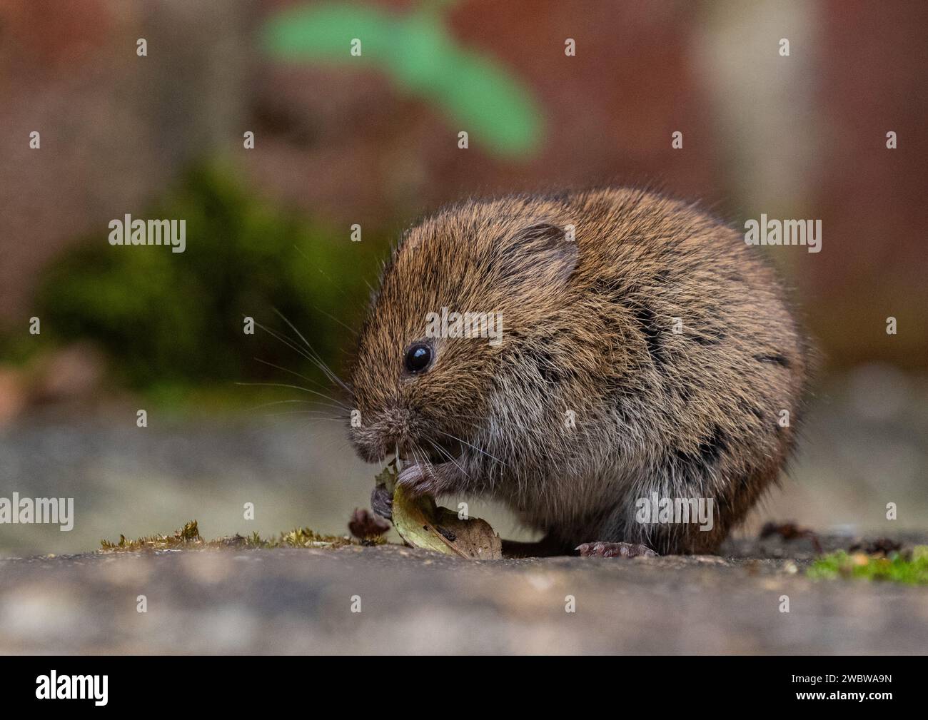 A tiny cute Bank Vole (Myodes glareolus) feeding on the plants and ...
