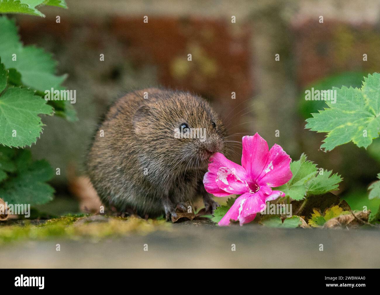 Native species in flower hi-res stock photography and images - Alamy