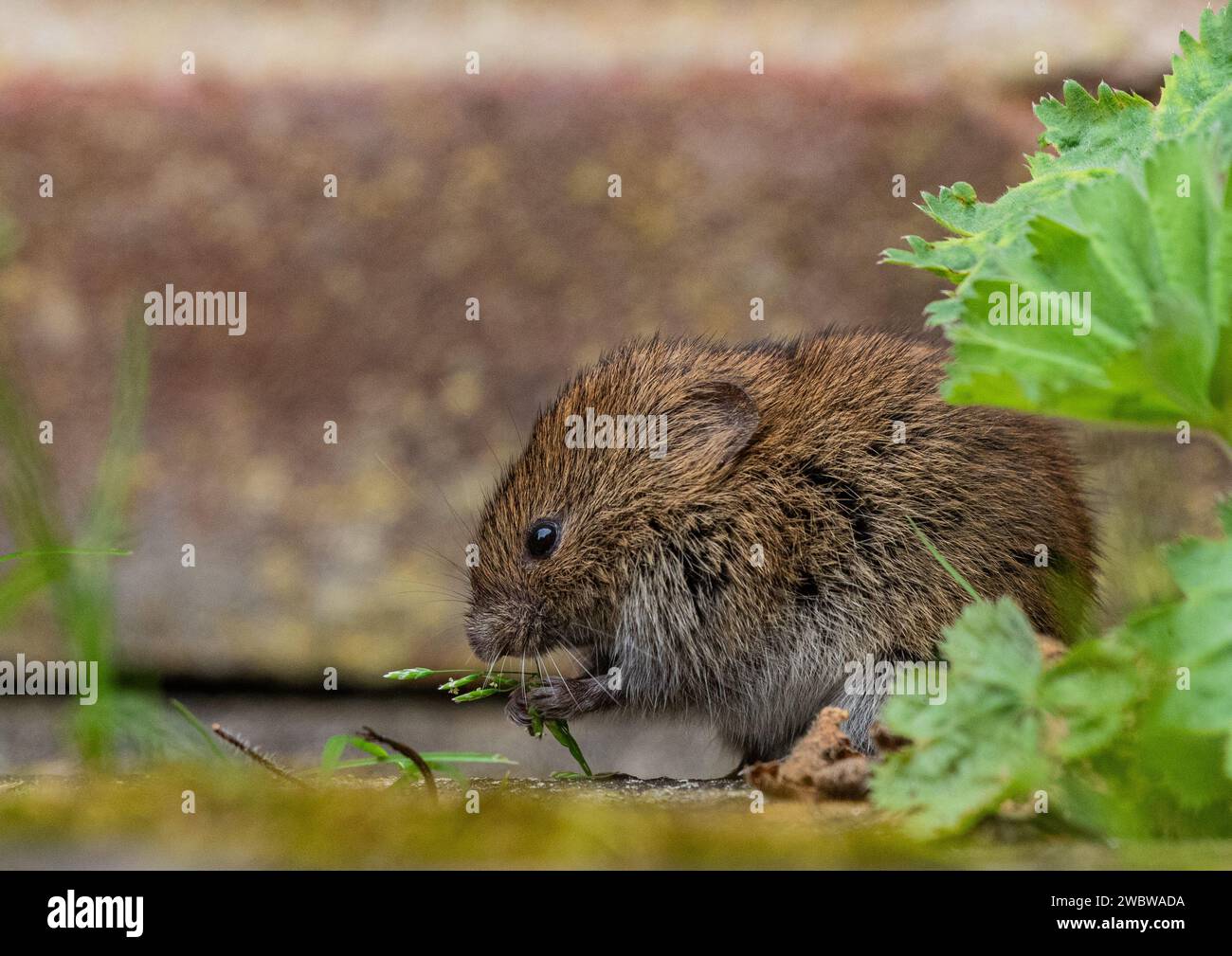A tiny cute Bank Vole (Myodes glareolus) feeding on the plants and ...
