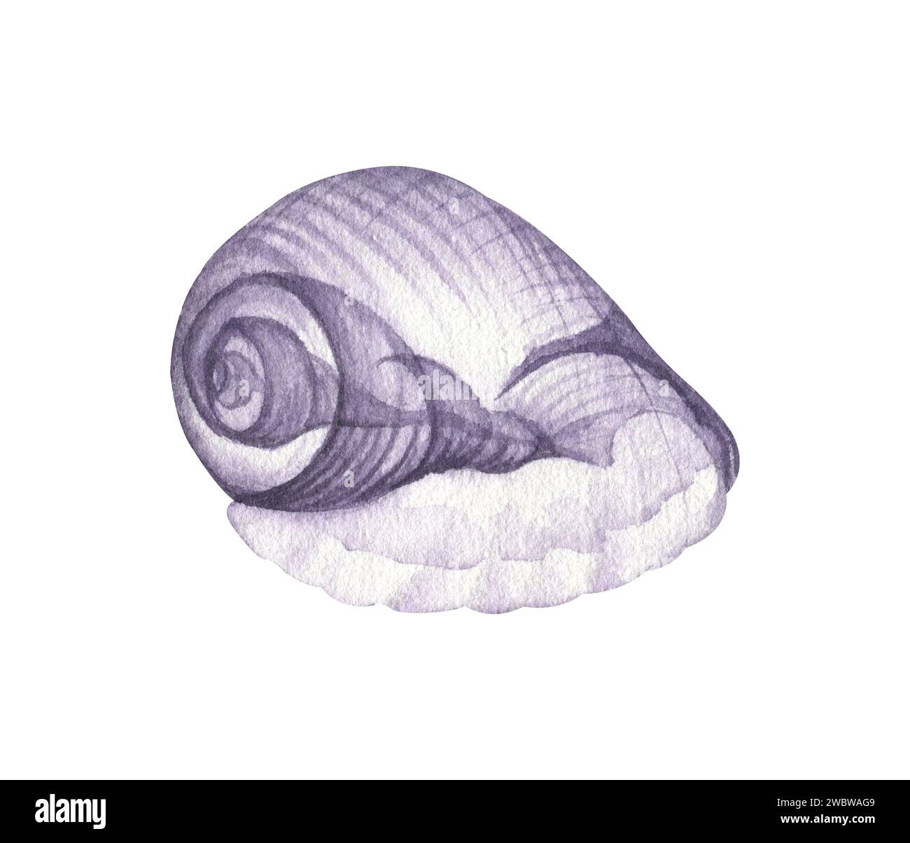 Watercolor nautical illustration, violet transparent shells and bubbles ...