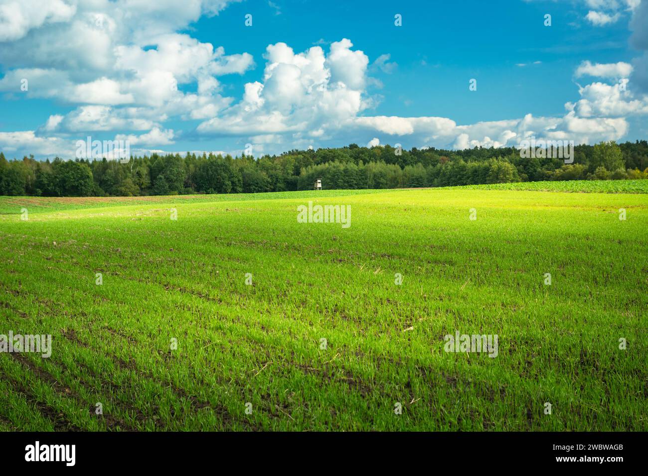 Green farmland with forest on the horizon and white clouds in the blue ...