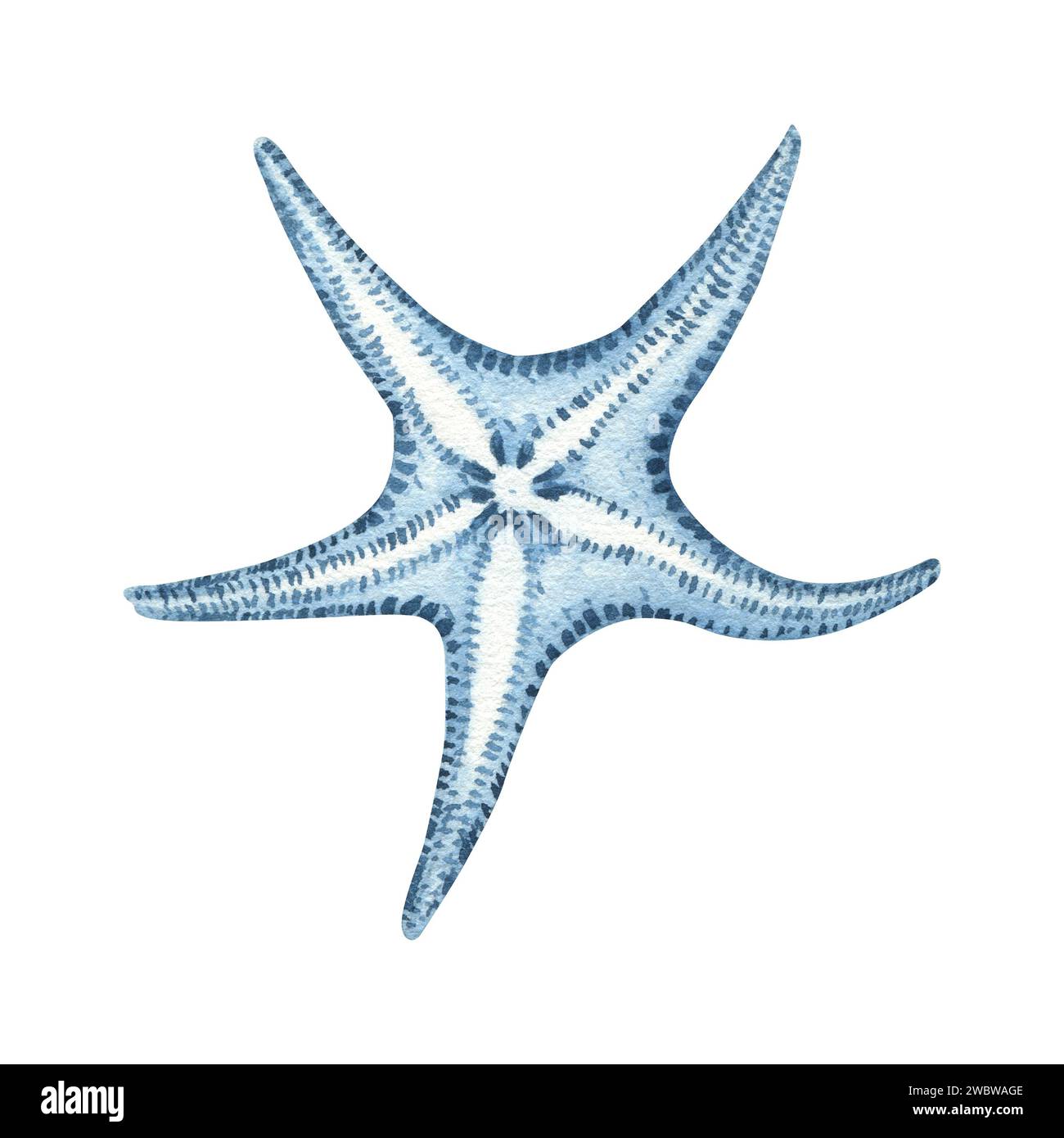 Watercolor nautical illustration, blue transparent starfish. Drawing on ...