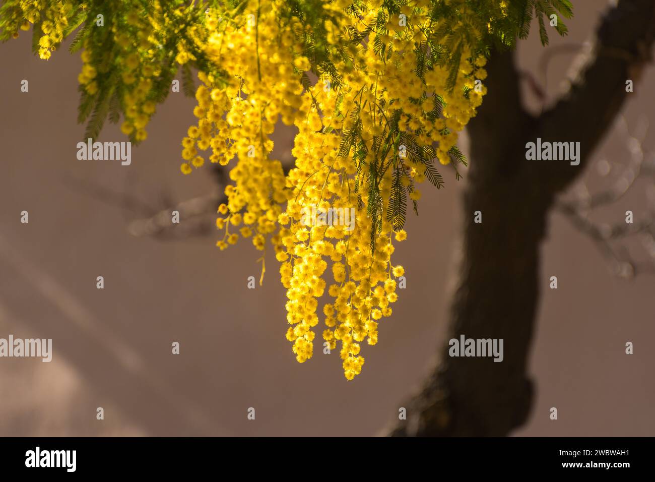 Golden mimosa hi-res stock photography and images - Alamy