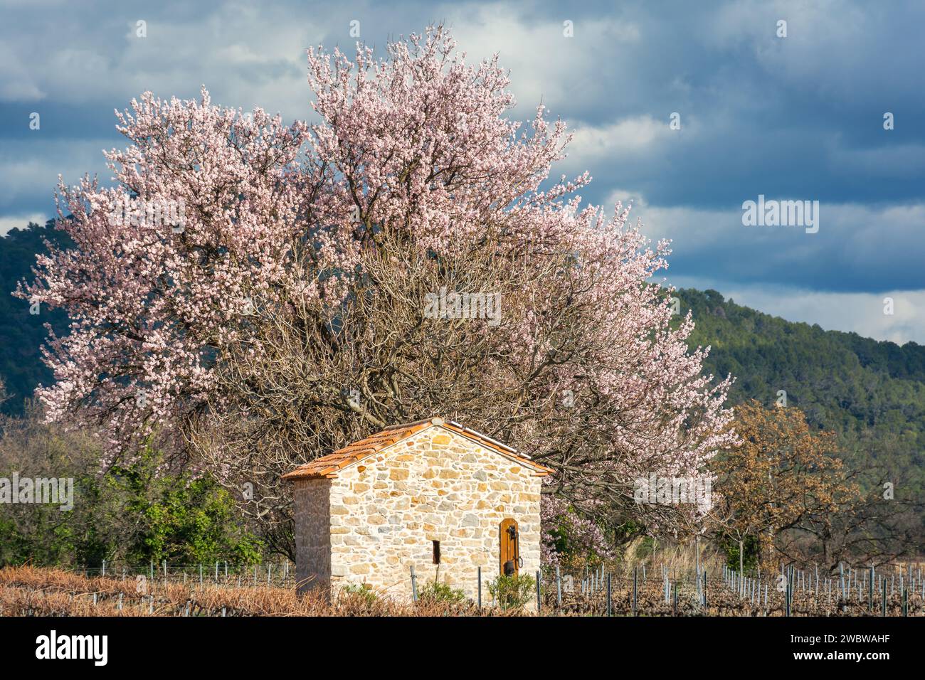 Scenic view of almond tree in bloom in Provence south of France Stock ...