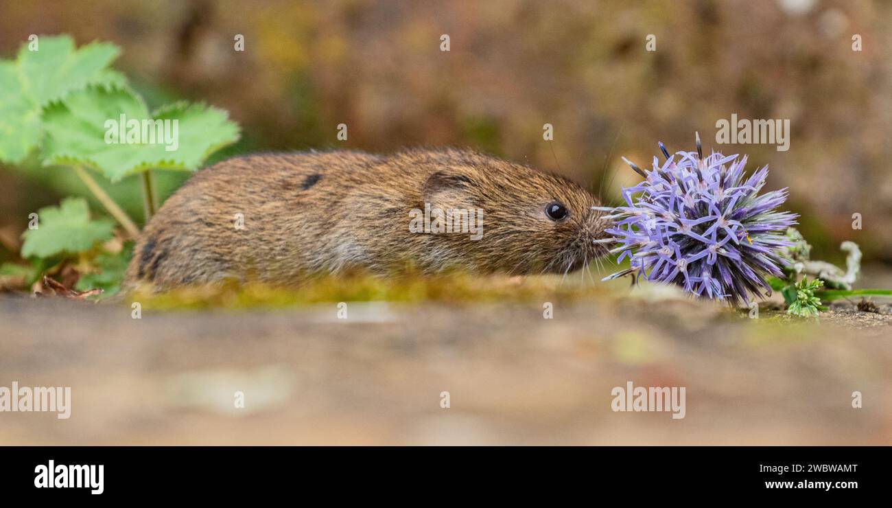 A tiny cute Bank Vole (Myodes glareolus) smelling and nibbling the ...