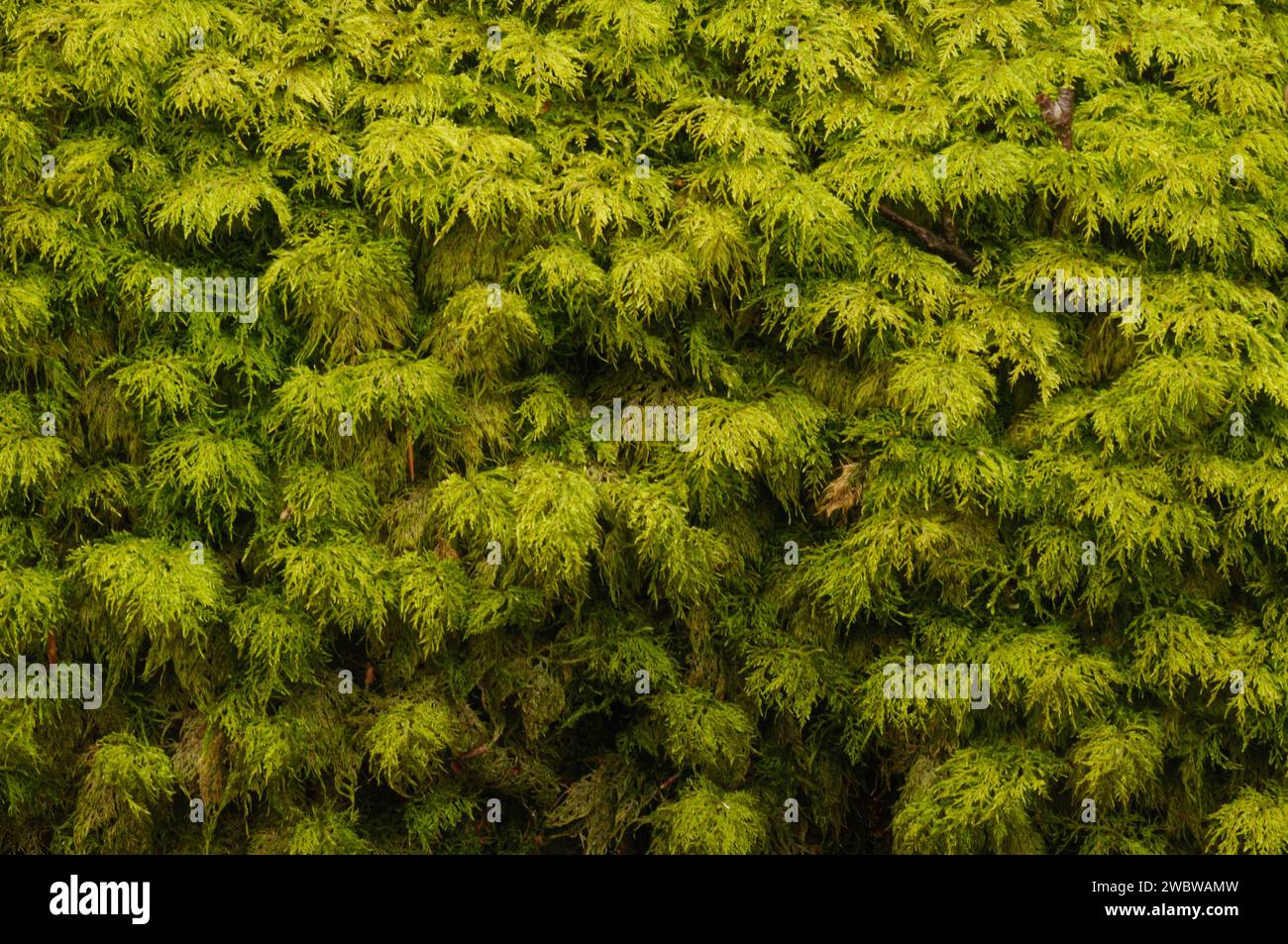 Stair-step moss,Hylocomium splendens growing in the Adirondack ...