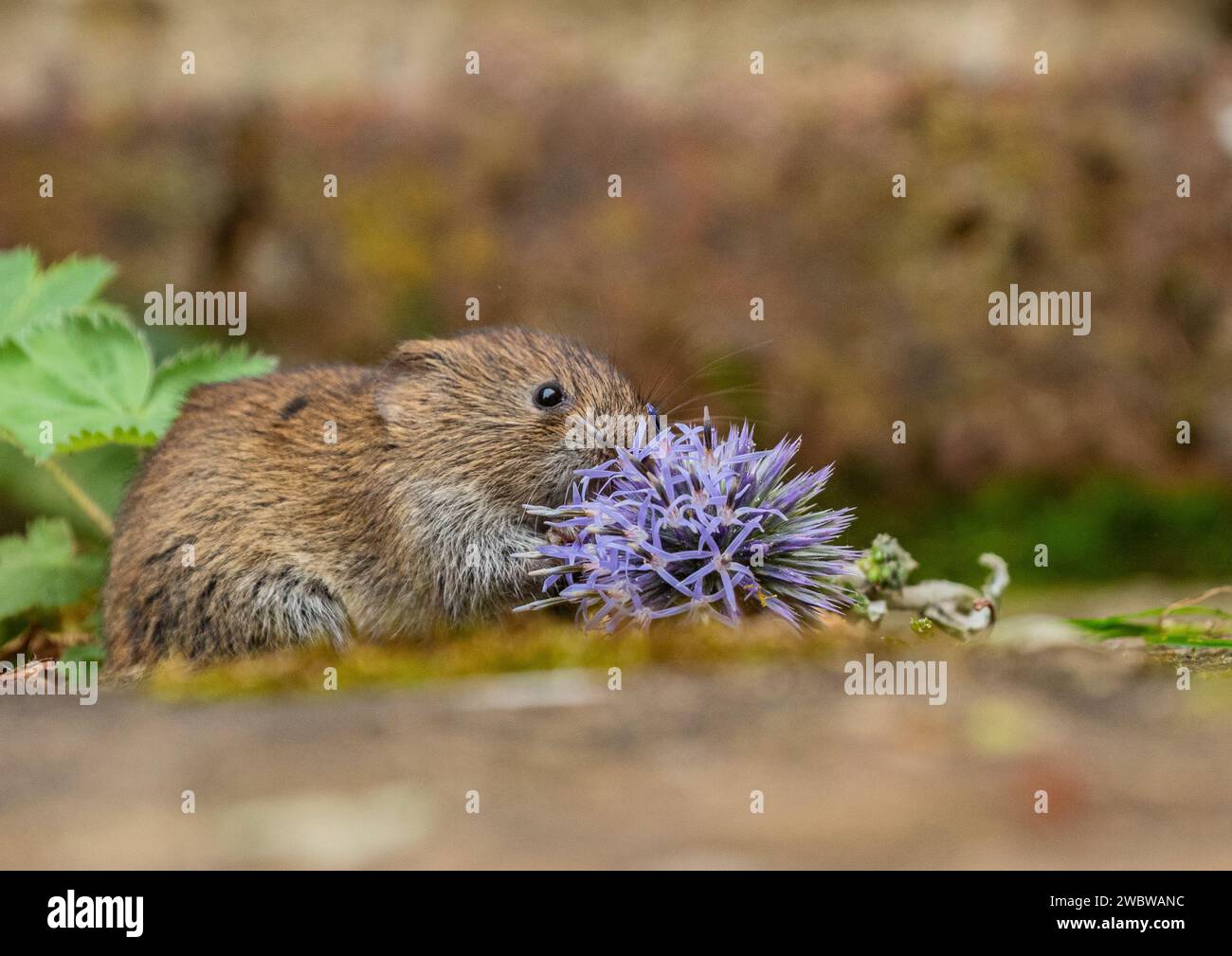 A tiny cute Bank Vole (Myodes glareolus) smelling and nibbling the ...