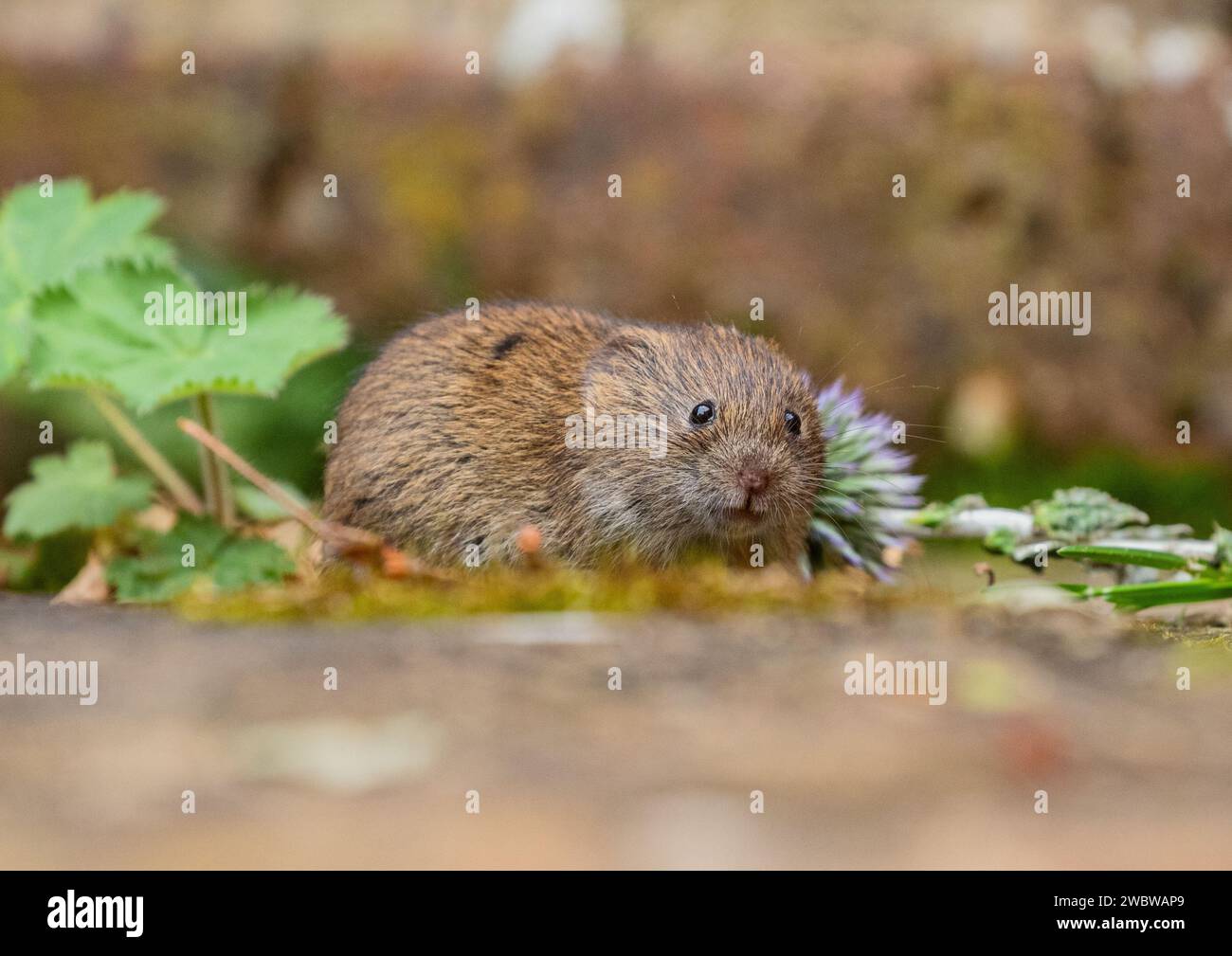 A tiny cute Bank Vole (Myodes glareolus) peeping out from the plants ...