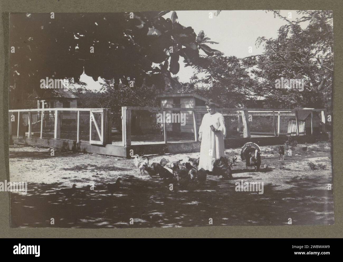 Woman feeds the chickens on plantation 'the trust' in Suriname, c. 1917 ...