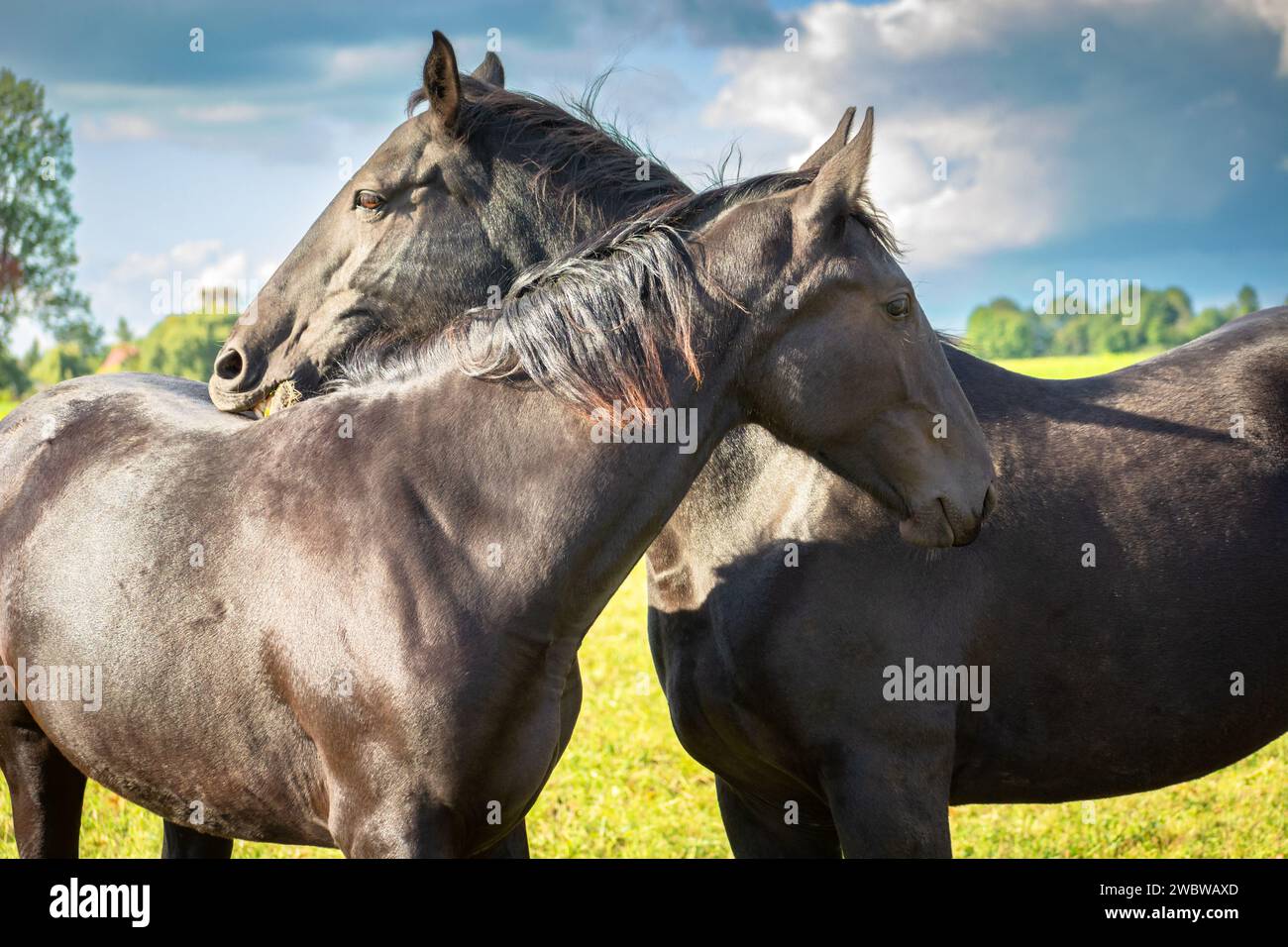 Thoroughbred horse side view hi-res stock photography and images - Alamy