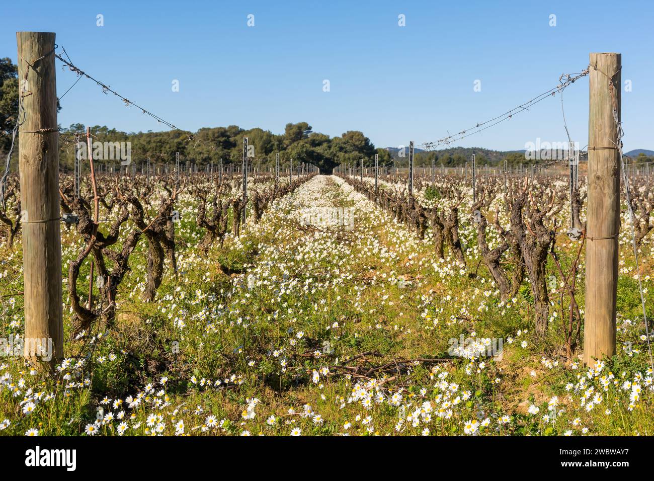 Scenic view of vineyard in provence south of france during winter with ...