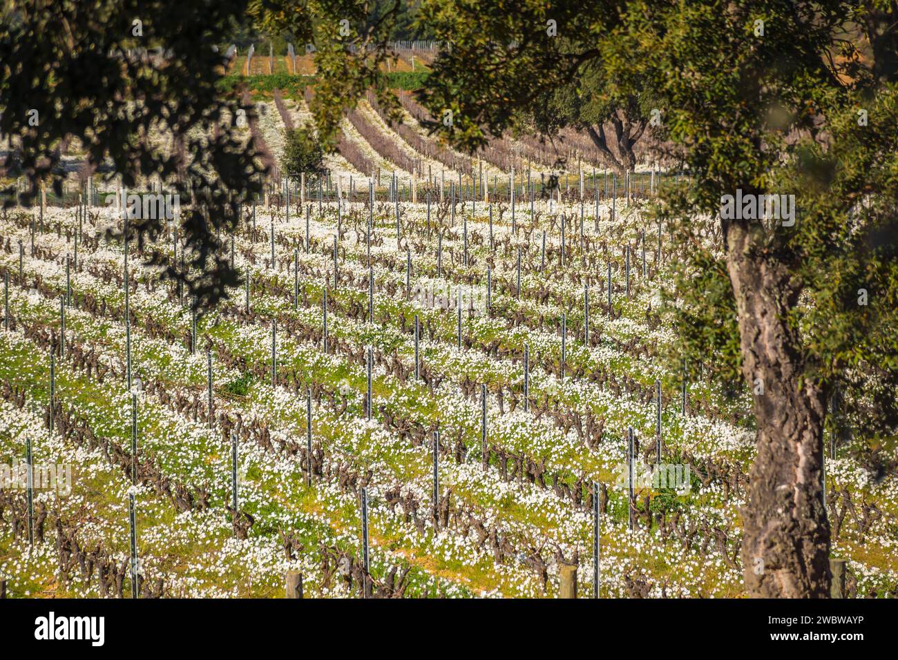 Scenic view of vineyard in provence south of france during winter with ...