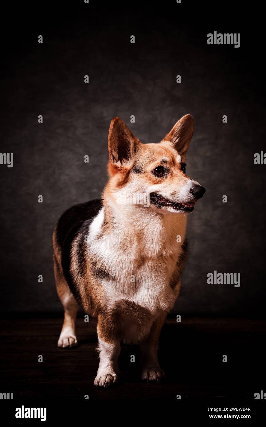 Love corgis hi-res stock photography and images - Alamy