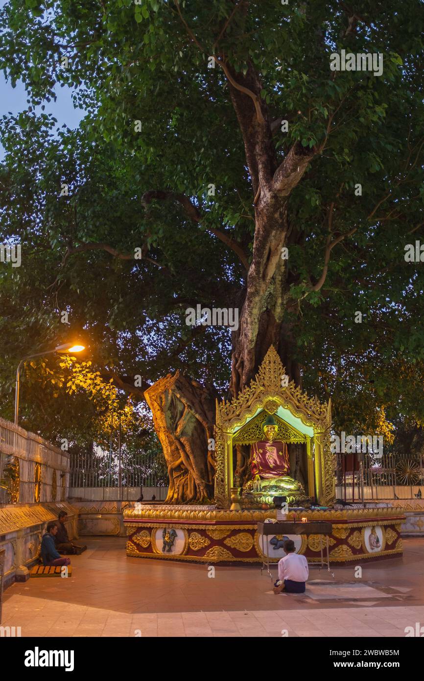 Rangoon, Myanmar, 2014. Three men meditating at dawn under a banyan ...