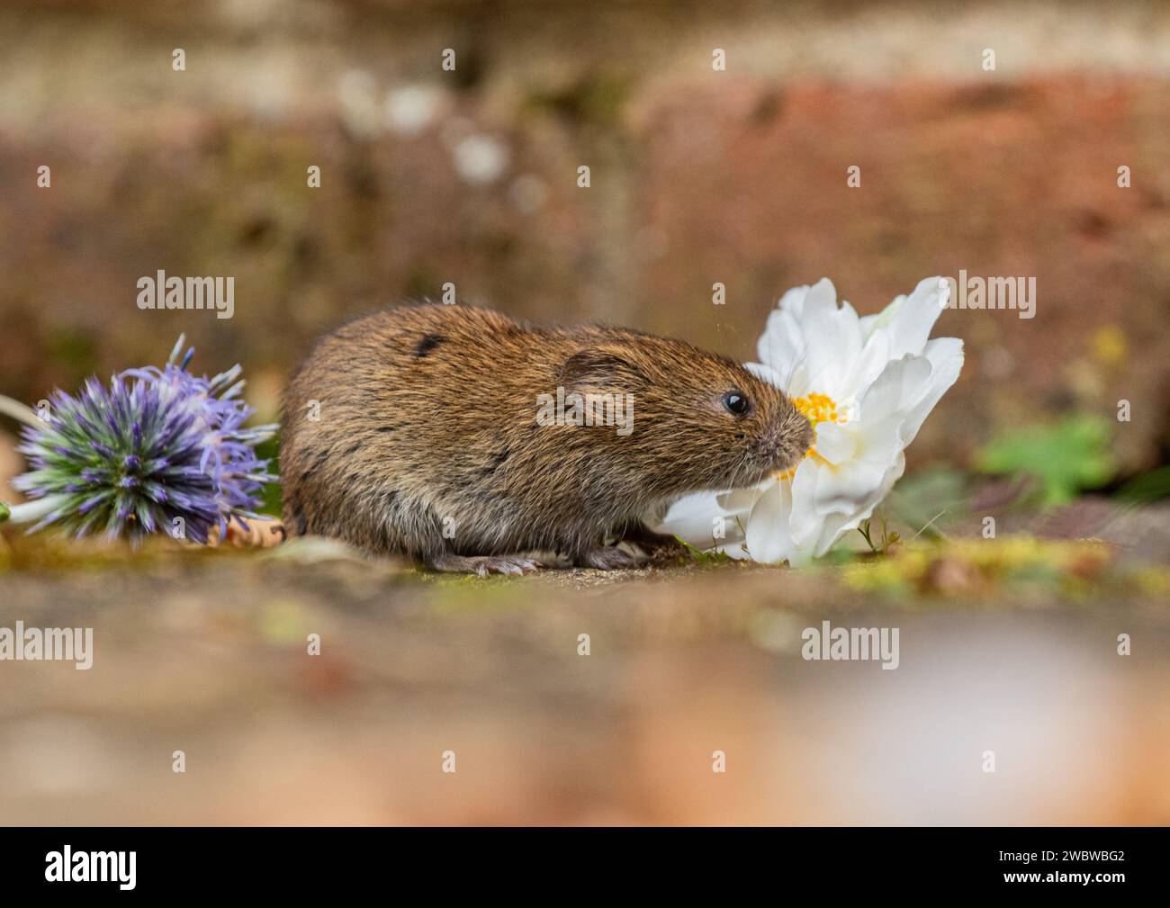 A tiny cute Bank Vole (Myodes glareolus) smelling and nibbling the ...