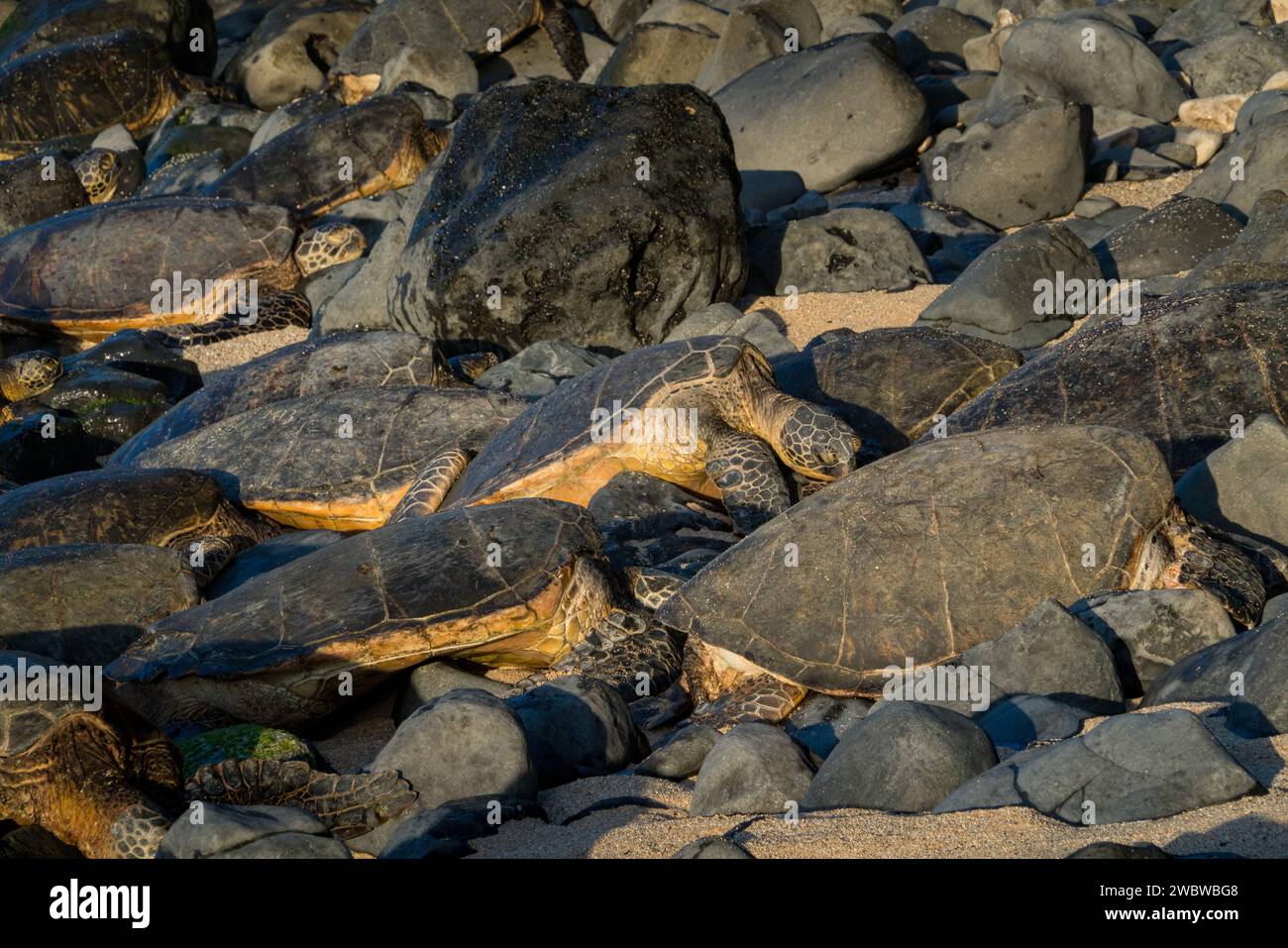 Turtles basking on rocky hi-res stock photography and images - Alamy