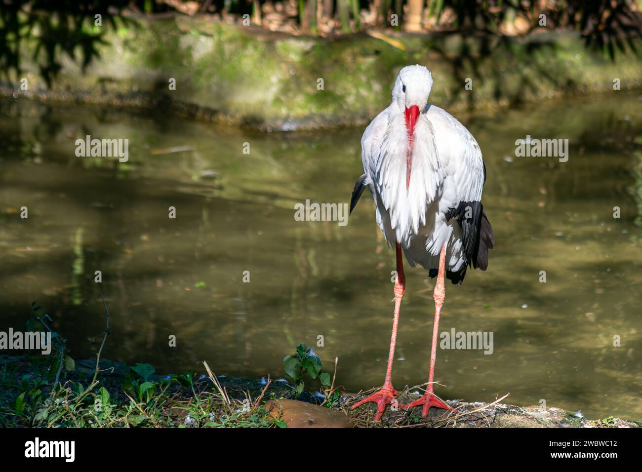 Black and white stork with red beak Stock Photo - Alamy